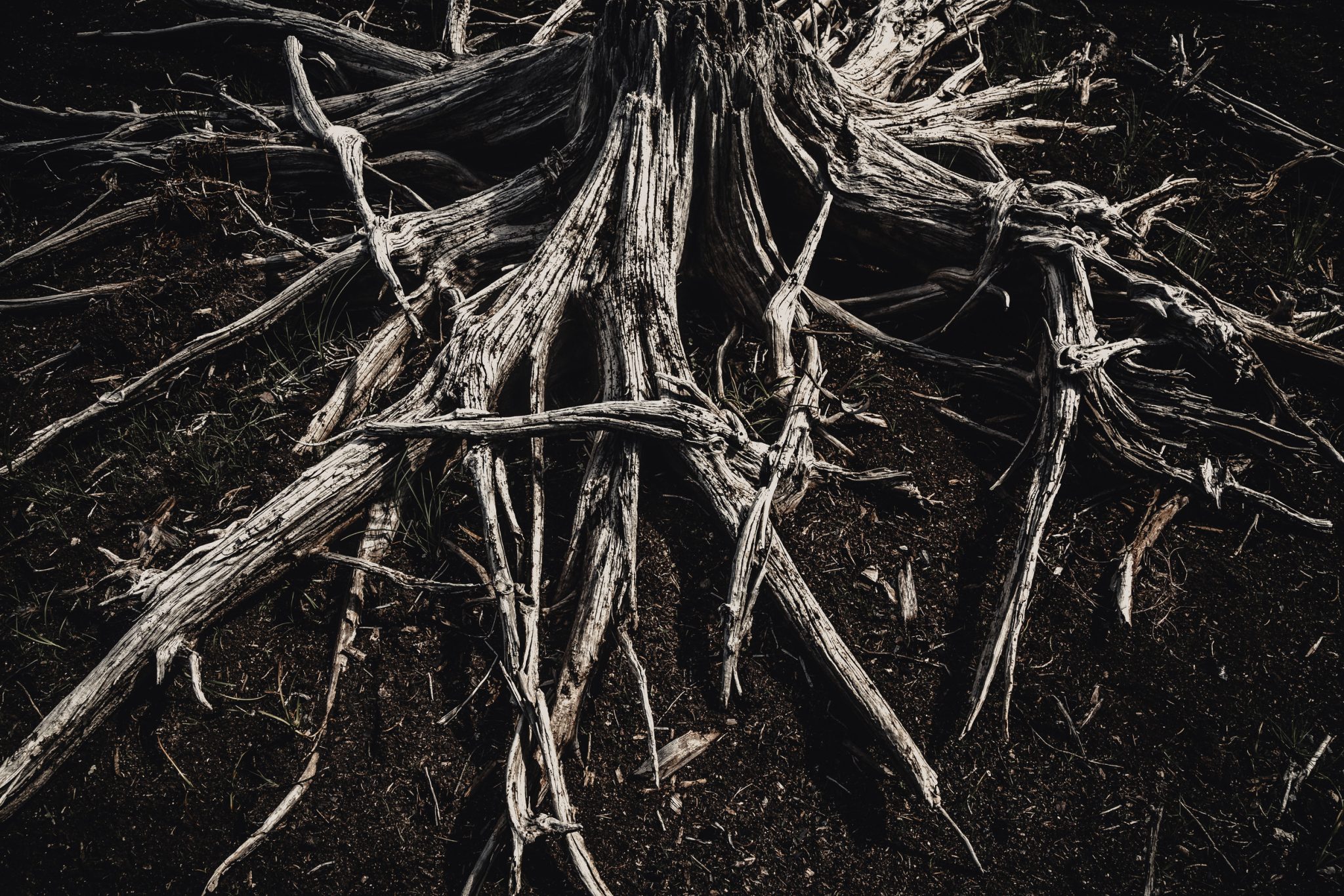 the roots of bitterness – The Barnabas Center